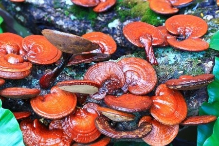 Discover the Ancient Longevity Health Secrets of Reishi